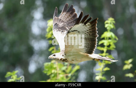 Fliegender Bussard, Mäusebussard im Flug Stockfotografie - Alamy