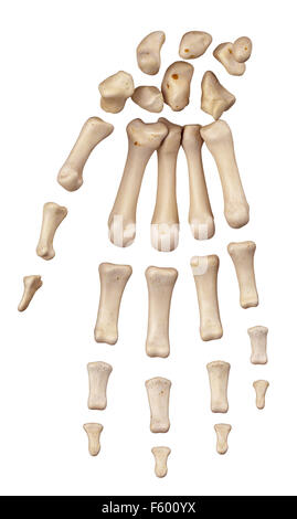 Anatomie der menschlichen Hand. Medizinisch genaue 3D-Illustration ...