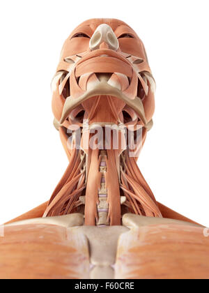 medizinische genaue Abbildung der Nackenmuskulatur Stockfoto, Bild ...