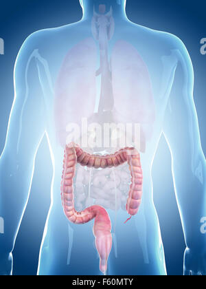 Darstellung der männlichen Dickdarm Anatomie Stockfotografie - Alamy