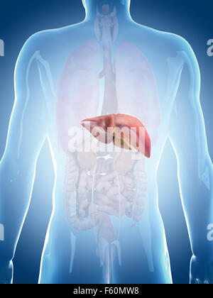 Darstellung der männlichen Anatomie der Leber Stockfotografie - Alamy