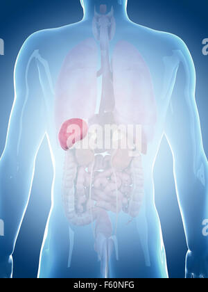 Anatomie der menschlichen Milz Stockfotografie - Alamy
