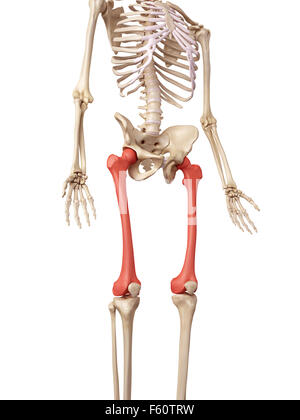 Menschliche Skelett Anatomie Femur Knochen 3D Rendering für ...