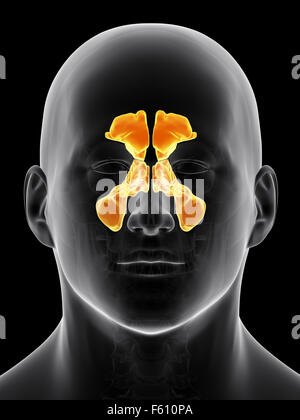 Darstellung der Anatomie des menschlichen Nasenhöhle Stockfotografie ...