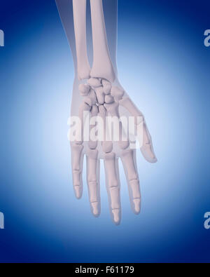 Die Knochen des Handgelenks Stockfotografie - Alamy