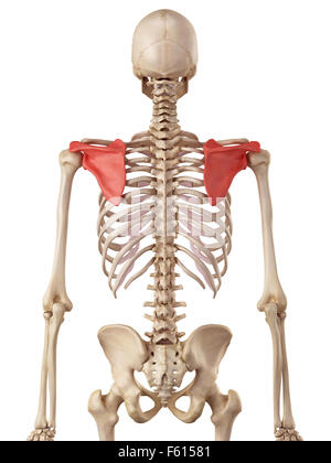 Medizinische Illustration der menschlichen Schulterblatt Knochen ...