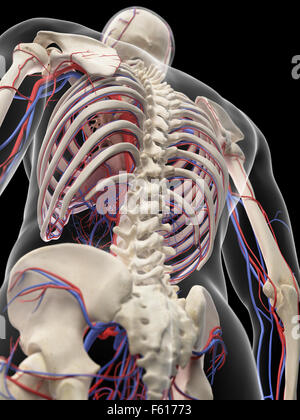 Anatomie des menschlichen Bauch Venensystem Stockfotografie - Alamy
