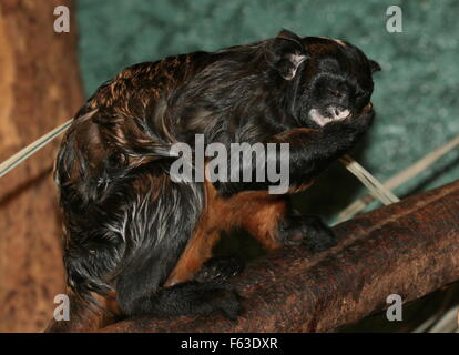 South American Weißlippen Tamarin, aka Rotbauch-Tamarin (Saguinus ...