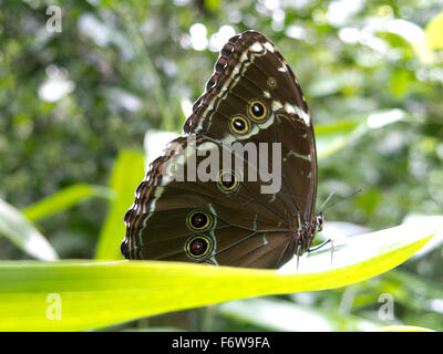 Eule Schmetterling, Caligo SP., im Amazonas-Regenwald. Madidi Park, La ...