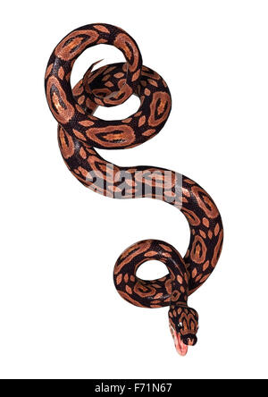 Digitale 3D Rendern einer Ball Python Schlange isoliert auf weißem ...