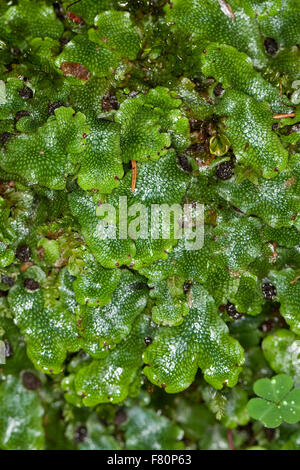 Duftende Lebermoos, Kegelkopf-Lebermoos, Kegelkopfmoos, Kegelköpfiges ...