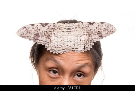 Die weiße Hexe Thysania Agrippina, Iquitos, Peru. Falter mit der ...