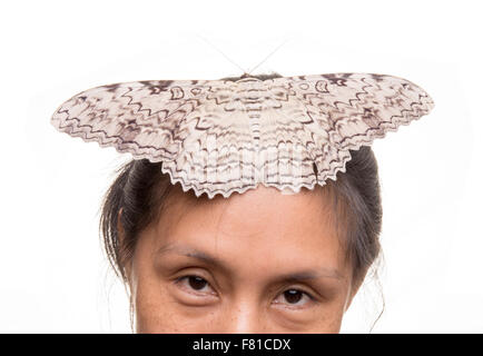 Die weiße Hexe Thysania Agrippina, Iquitos, Peru. Falter mit der ...