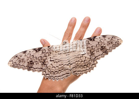 Die weiße Hexe Thysania Agrippina, Iquitos, Peru. Falter mit der ...