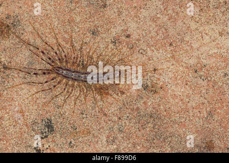 Haus Tausendfüßler, Spinnen-Assel, Spinnen-Läufer, Spinnenassel ...