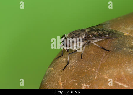 Großer Sumpf Pferdebremse, Weiblich, Herbst-Rinderbremse ...