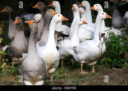 Hausgänse grasen auf traditionelles Dorf Gans Bauernhof Stockfoto, Bild ...