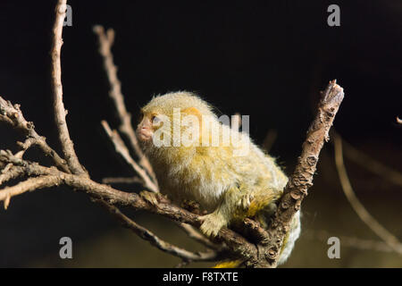 Kleine Affen Zwergseidenäffchen Stockfoto, Bild: 64759467 - Alamy