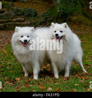 Japanese Spitz oder Nihon Supittsu stehen auf einer Wiese ...