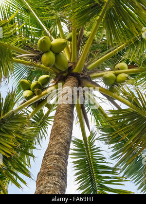 Blick auf eine große Kokosnussplantage auf Mindoro Island auf den Philippinen, mit langen ...