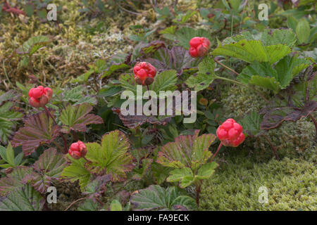 Moltebeeren, Bakeapple, Knotberry, Knoutberry, Moltebeere, Molte-Bier ...