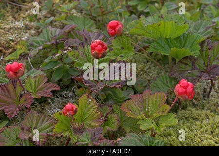 Moltebeeren, Bakeapple, Knotberry, Knoutberry, Moltebeere, Molte-Bier ...