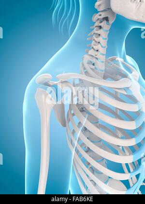 Menschlicher Humerus Knochen, Abbildung Stockfoto, Bild: 118699142 - Alamy