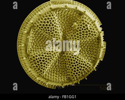 Kieselalge. Farbige Scanning Electron Micrograph (SEM) eines Biddulphia ...