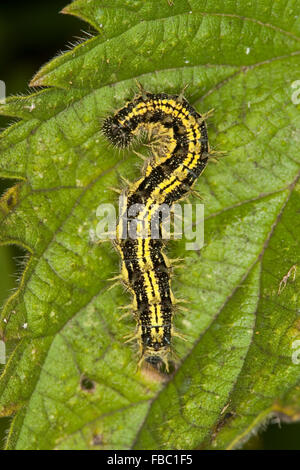 Kleiner Fuchs, Raupe Frisst eine Brennnessel, Raupe, kleiner Fuchs ...