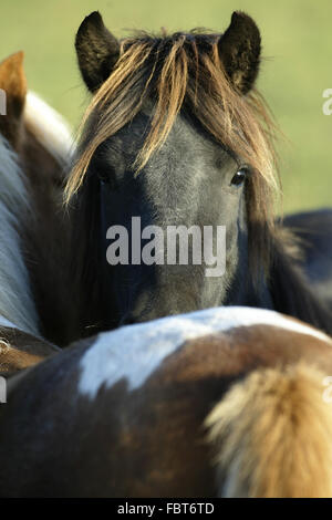 Isländisches Pferd / Islandpony / Islandpferd / Islaender ...