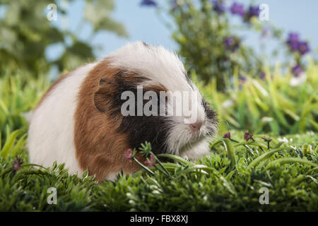 Schweizer Teddy Meerschweinchen und Brahma Küken Stockfoto, Bild ...
