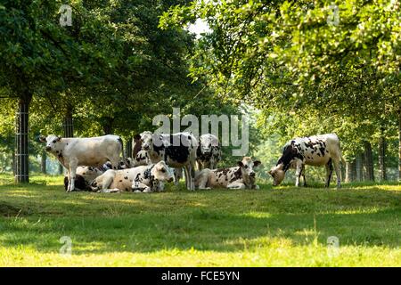 Frankreich, Normandie, Herde von Kälbern in einer Wiese Stockfotografie ...