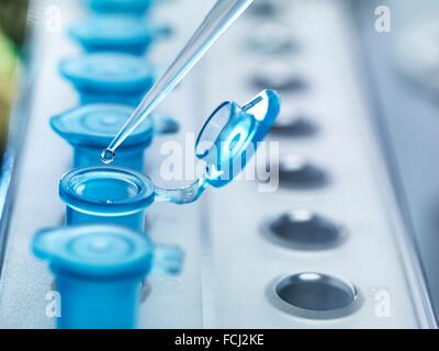 Pipettieren Proben in Röhrchen bei einem Experiment im Labor Stockfoto ...