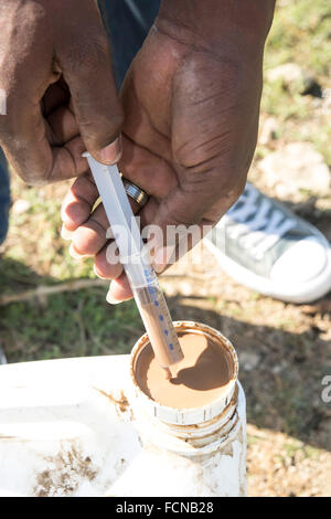 Mückenlarven in einem stagnierenden Wasser Pool. Larven von Mücken ...