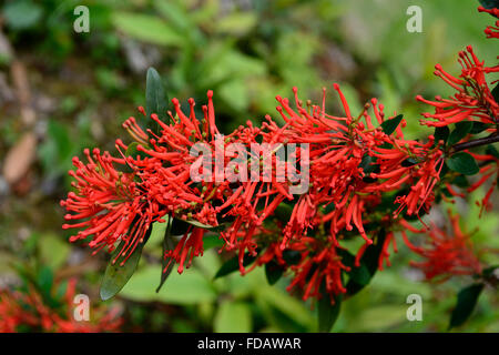 Embothrium Coccineum Chliean Feuer Busch rot orange Blumen Blume Blüte ...