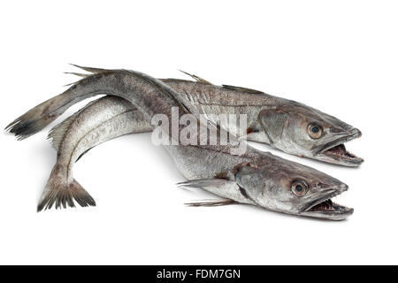 frische Seehecht Fisch isolierten auf weißen Hintergrund ...
