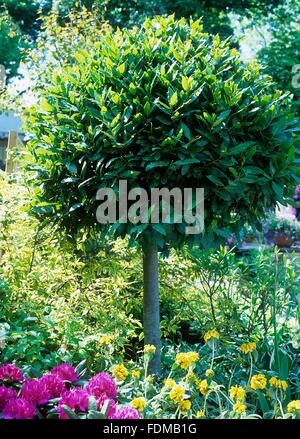 Lorbeerbaum in Blume, Laurus Nobilis, Lauraceae. Aka. Sweet Bay, echter ...