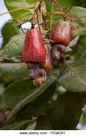 Baum Mit Nussen