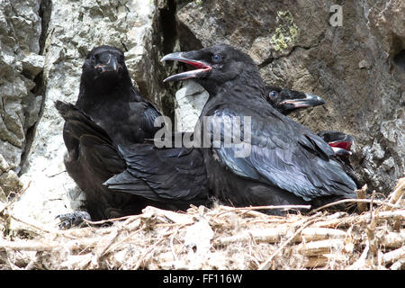 Junge Raben auf ein Nest Stockfoto, Bild: 121895526 - Alamy