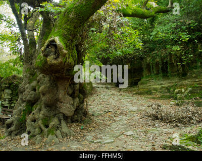 Griechenland, Kreta, Argiroupoli, Platanen Bei Den antiken Gräbern Bei ...