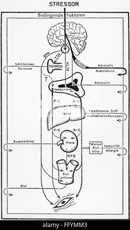 Medizin, Anatomie, Geschlechtsorgane, schematische Darstellung des ...