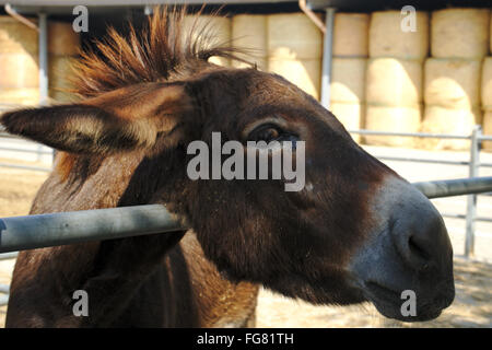 Nahaufnahme von einem Esel s Mund und Zähne Stockfoto, Bild: 9228543 ...