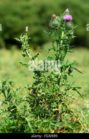 Große stachelige Distel Pflanze Stockfotografie - Alamy