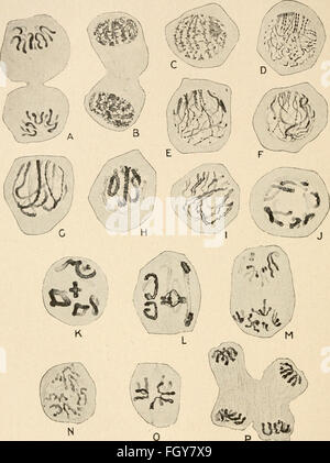 . Zytologie, mit besonderem Bezug auf die metazoan Kern. Zellen ...
