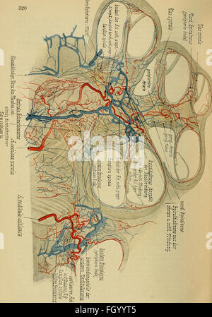 Handbuch der Anatomie des Menschen. Fie. 5. Abb. 6. Abb. 5. Ohr von ...