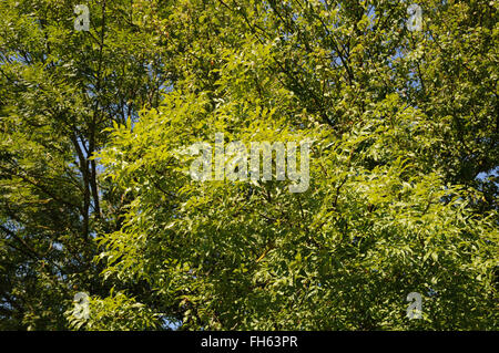 Samen oder Früchte einer Esche, Fraxinus Excelsior, bekannt als ...