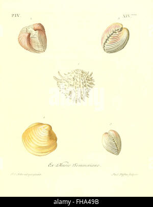 „Les Délices des Yeux et de l'Esprit“ zeigt verschiedene Muschelarten ...