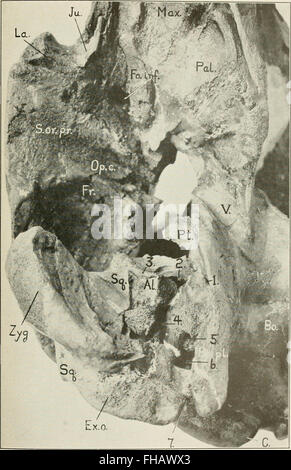 Verfahren der United States National Museum. ; E^^^^^^^^^ &A2Ol mm ...