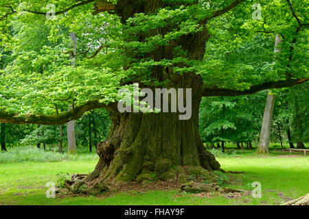 Deutschland, Mecklenburg-Vorpommern, "Ivenacker Eichen", Zoo, mit den ...