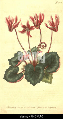 Botanische Forschung und Illustrationen aus Curtis's Botanical Magazine ...